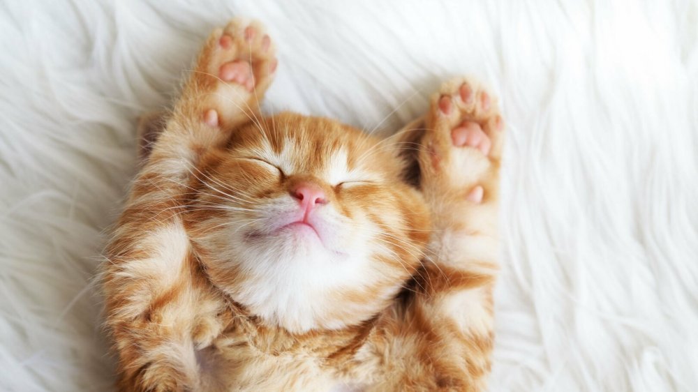 Declarações de amor para o gato. Demonstre seu carinho!
