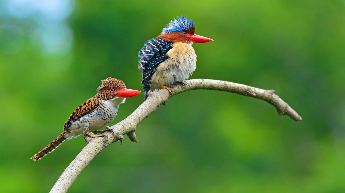 O que se comemora no dia 19 de outubro?